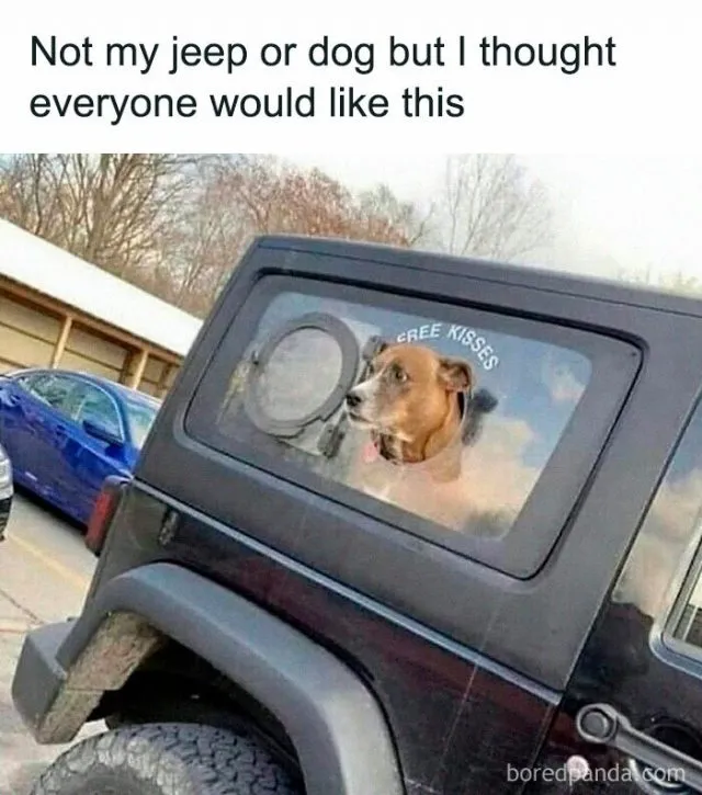 30 Heartwarming Memes For Those Who Prefer Dogs Over