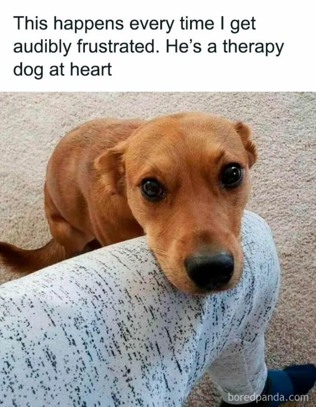 30 Heartwarming Memes For Those Who Prefer Dogs Over