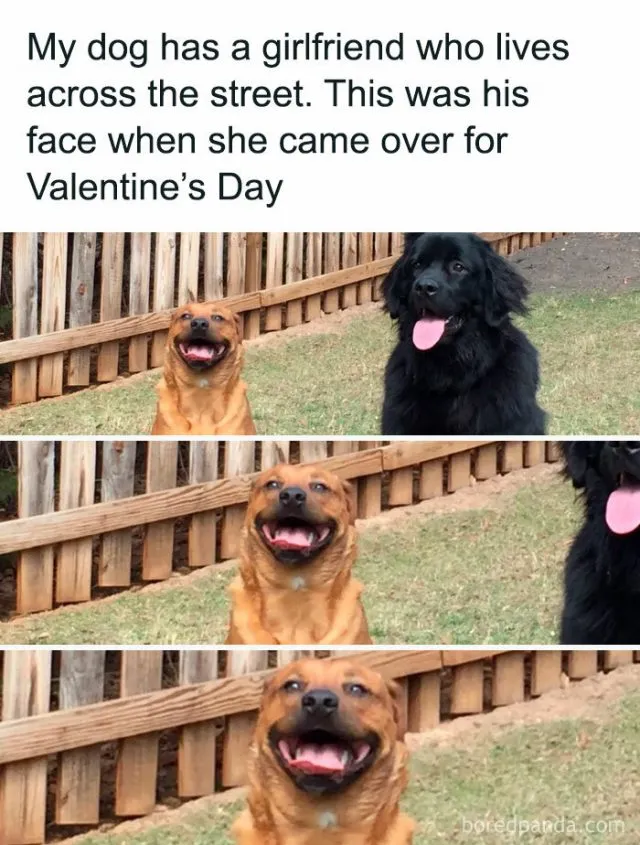 30 Heartwarming Memes For Those Who Prefer Dogs Over