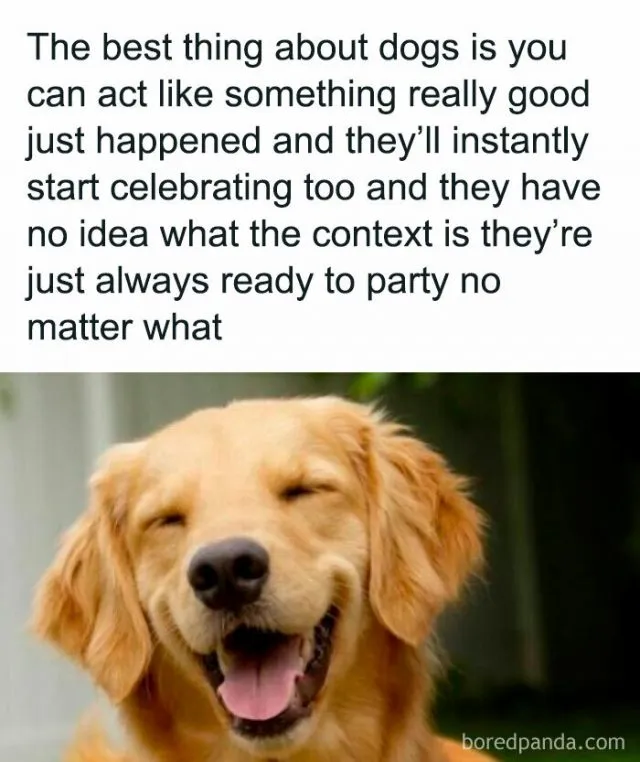 30 Heartwarming Memes For Those Who Prefer Dogs Over