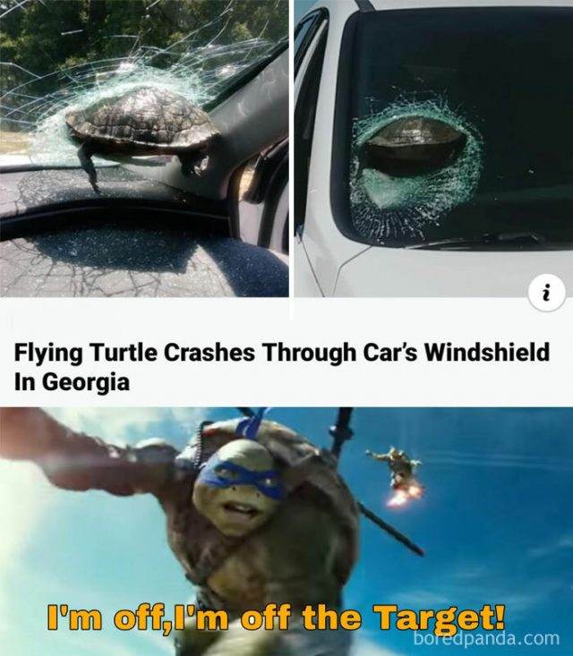 30 Hilarious Turtle Memes You Never Knew You Needed