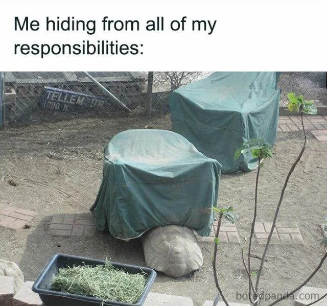30 Hilarious Turtle Memes You Never Knew You Needed