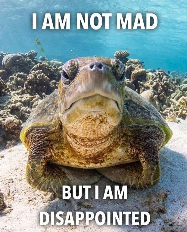 30 Hilarious Turtle Memes You Never Knew You Needed
