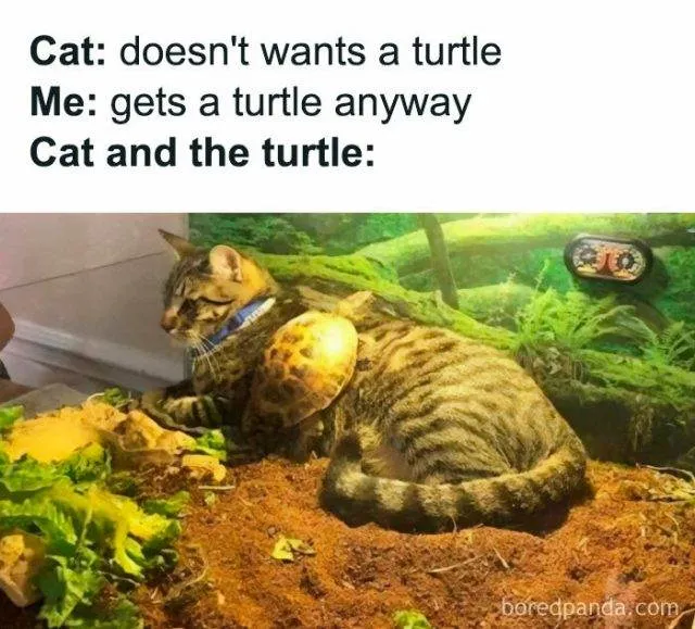 30 Hilarious Turtle Memes You Never Knew You Needed