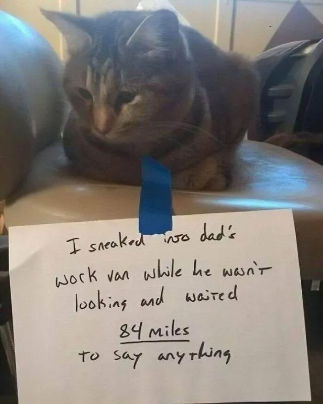 30 Memes Every Cat Owner Will Relate To