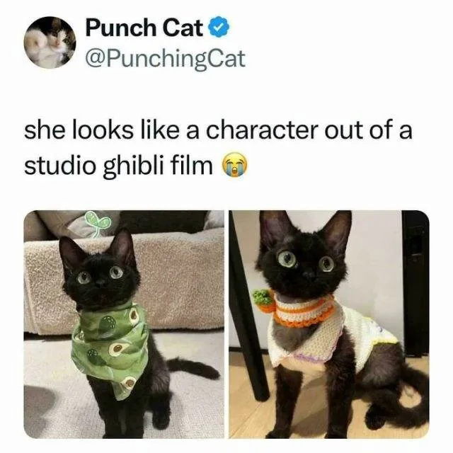 30 Memes Every Cat Owner Will Relate To