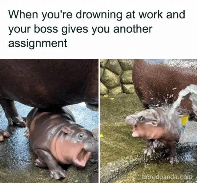 30 Irresistible Moo Deng Memes You’ll Love