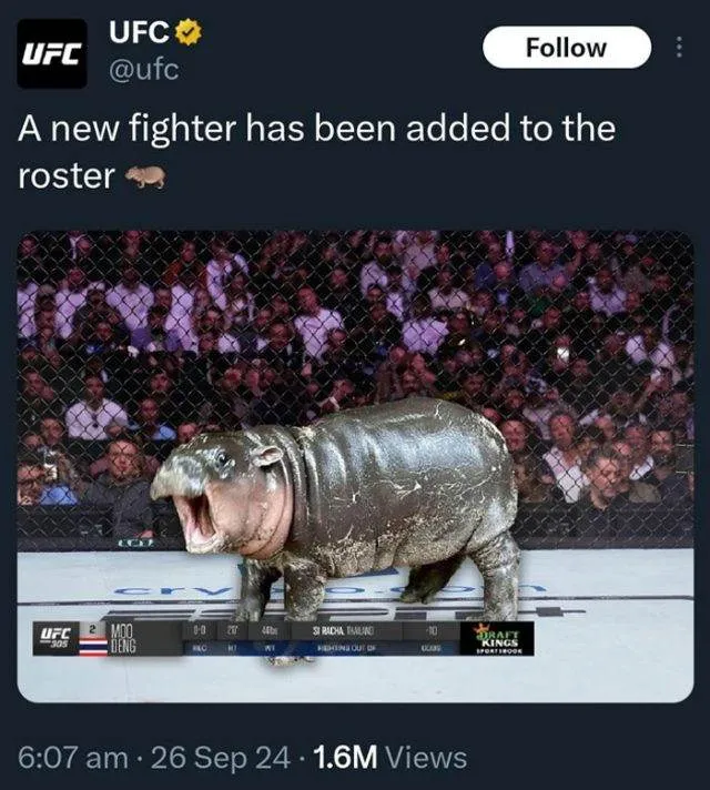 30 Irresistible Moo Deng Memes You’ll Love