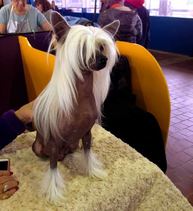 38 Funniest Memes About Dog Shows