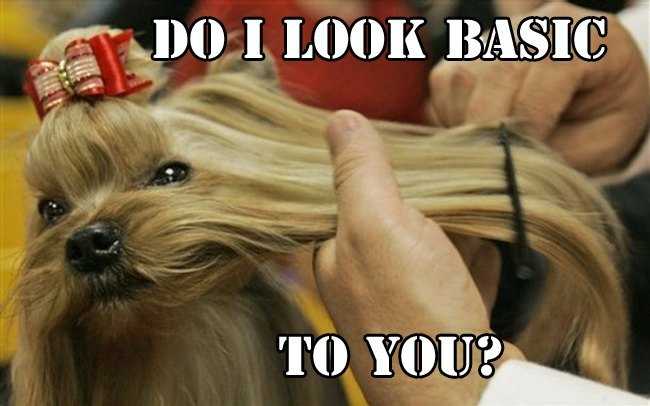 38 Funniest Memes About Dog Shows