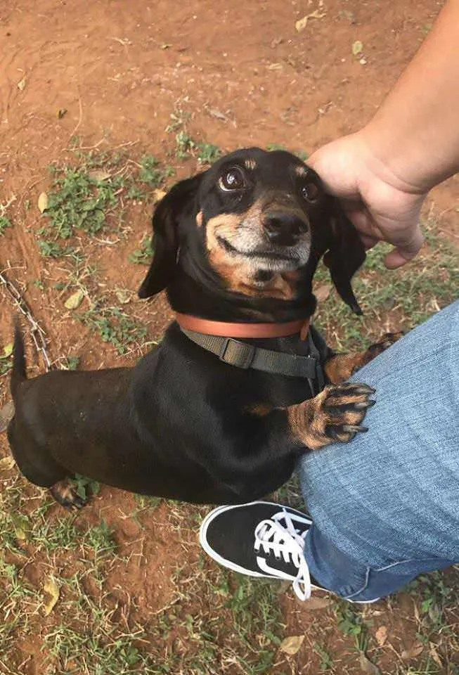 34 Priceless Pictures Of Cute Smiling Dogs