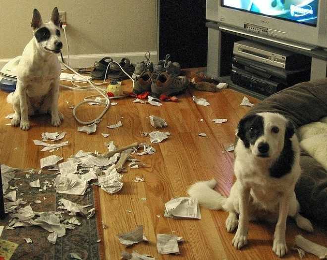 20 Funny Dogs Who Are Clearly In Trouble | The Funny Beaver