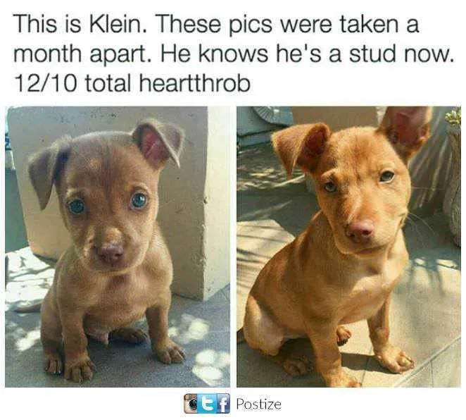 27 Doggo Pictures That Are Doggone Delightful | The Funny Beaver