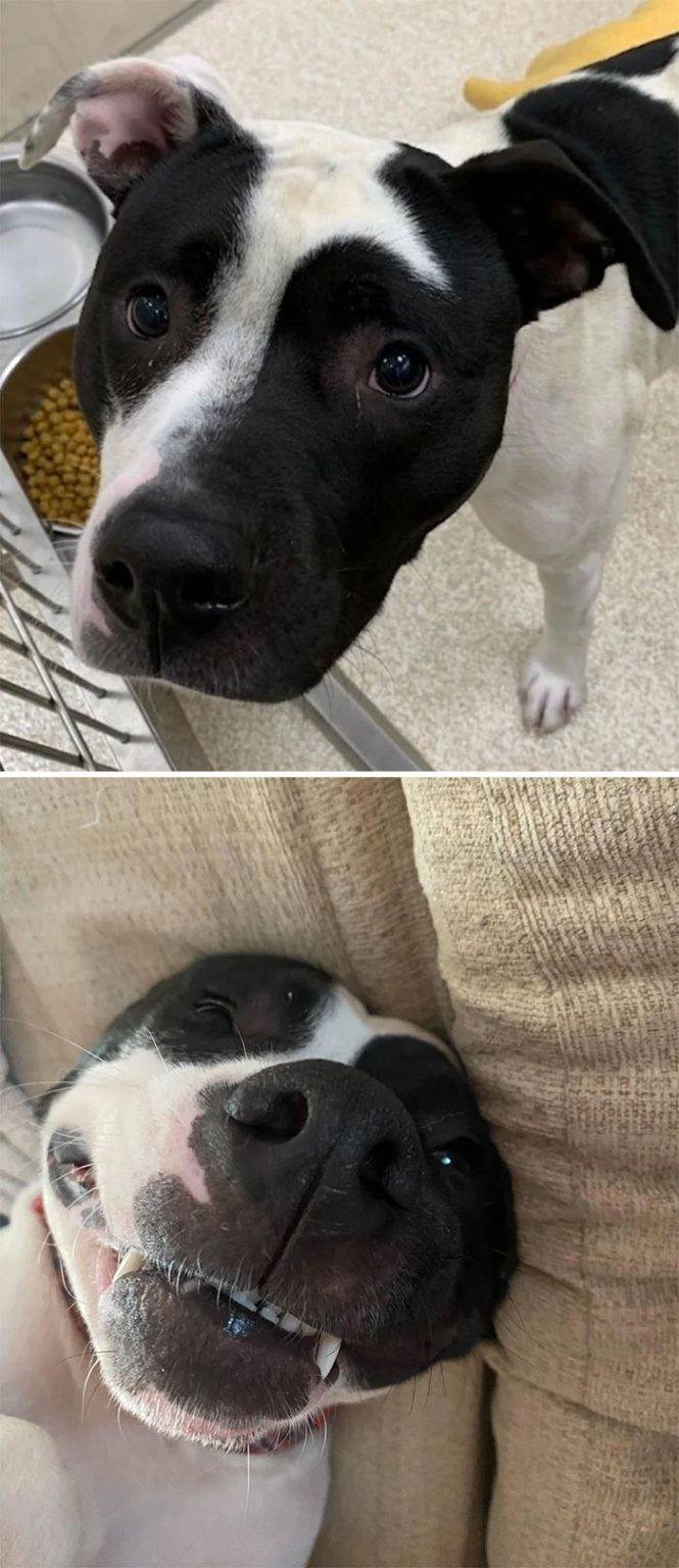 30 Absolutely Adorable Before And After Pics Of Adopted Dogs