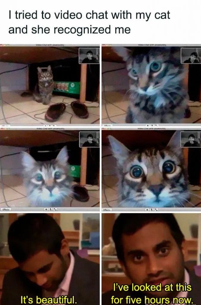 30 Adorable Cat Memes For You To Enjoy
