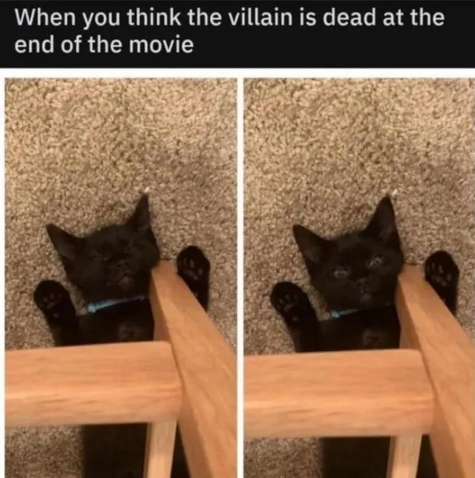 20 Dumb Cat MemesThat Are S FunnyYou Can't Resist Laughing