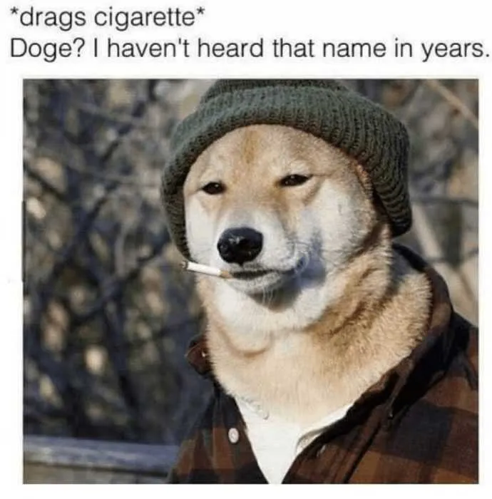 36 Funny And Adorable Doggos For Your Mid-Week