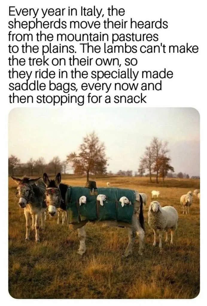 32 Funny Animals Guaranteed To Make You Laugh