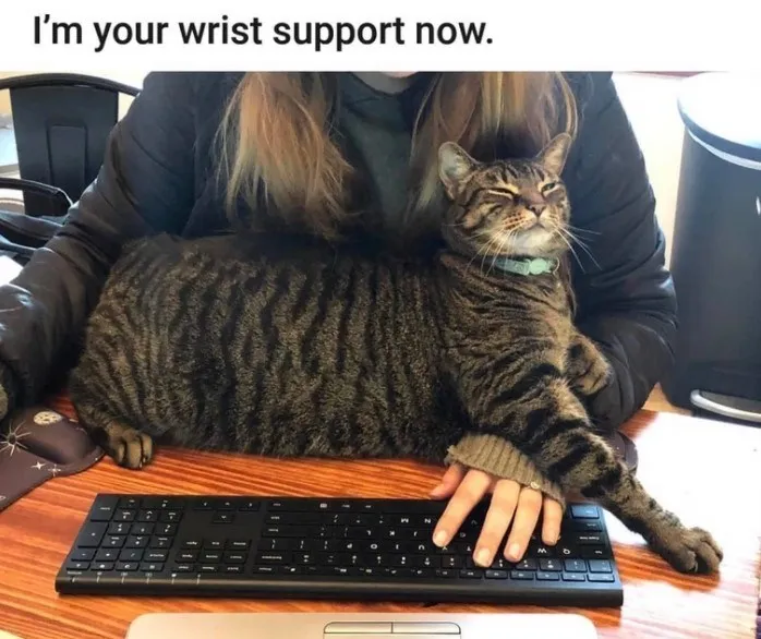 20 Dumb Cat MemesThat Are S FunnyYou Can't Resist Laughing