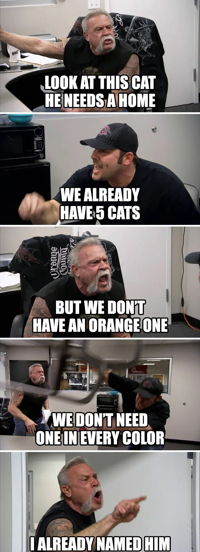 30 Adorable Cat Memes For You To Enjoy