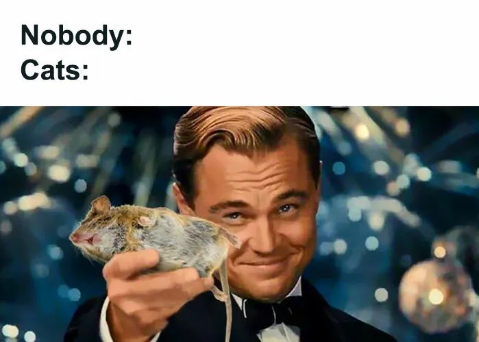 30 Awesome Cat Memes To Look At