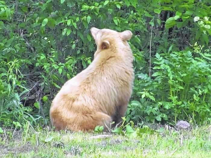 Rare Albino Bear Taken In Columbia County, Pennsylvania