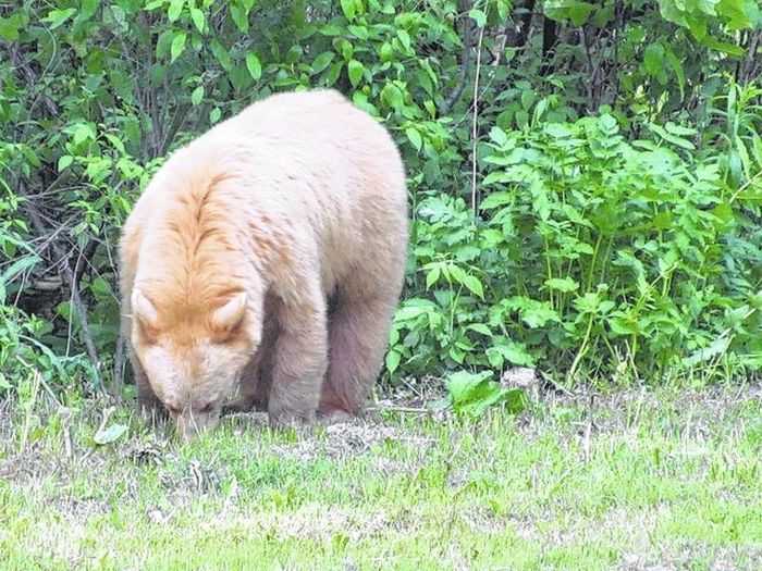 Rare Albino Bear Taken In Columbia County, Pennsylvania