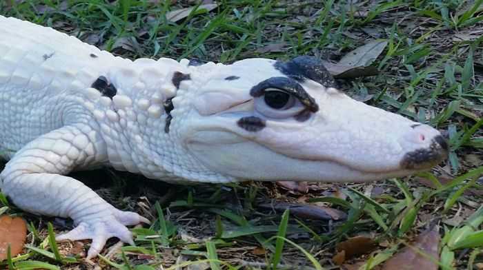 The World's First Piebald Alligator And A Rare Leucistic Alligator In ...