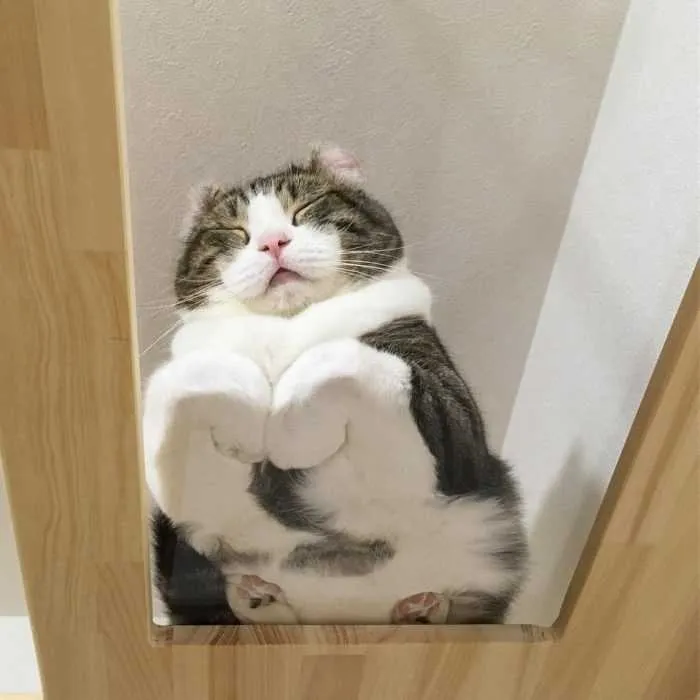 30 Hilarious Photos Of Cats On Glass Tables | The Funny Beaver