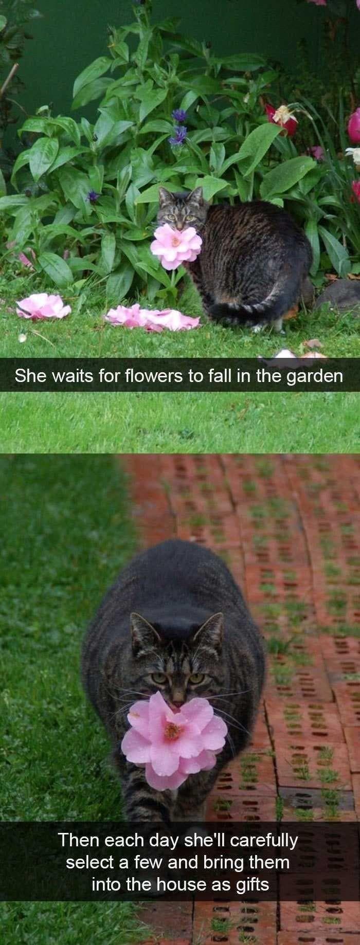 30 Great Cat Memes For The Cat Lovers Out There