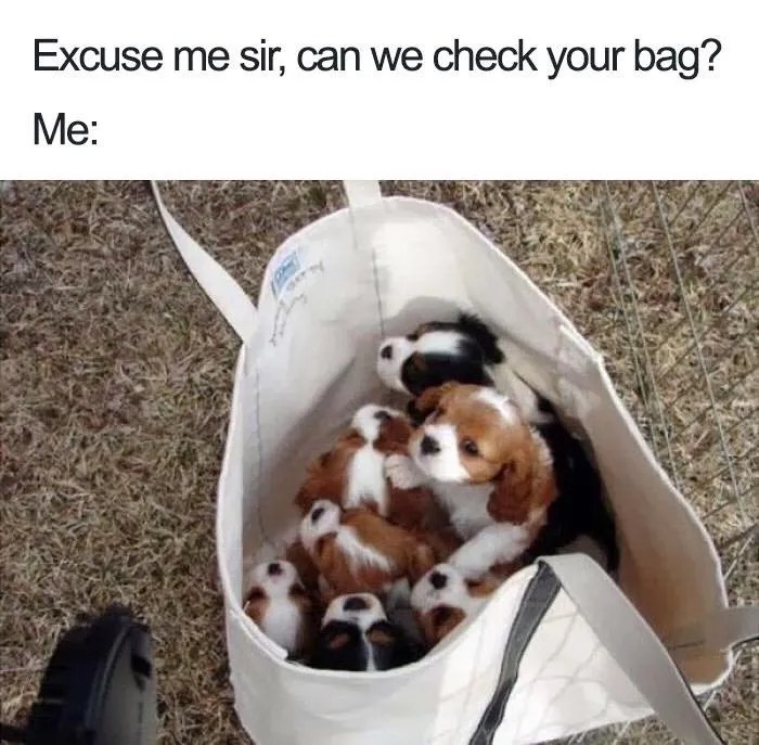 30 Extremely Cute Dog Memes To Start Your Day With