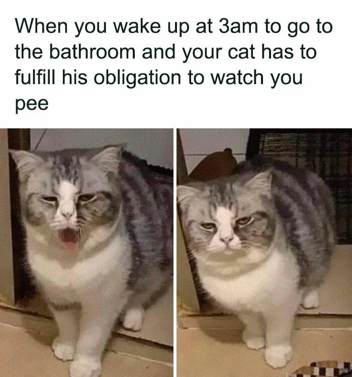 30 Adorable Cat Memes For You To Enjoy