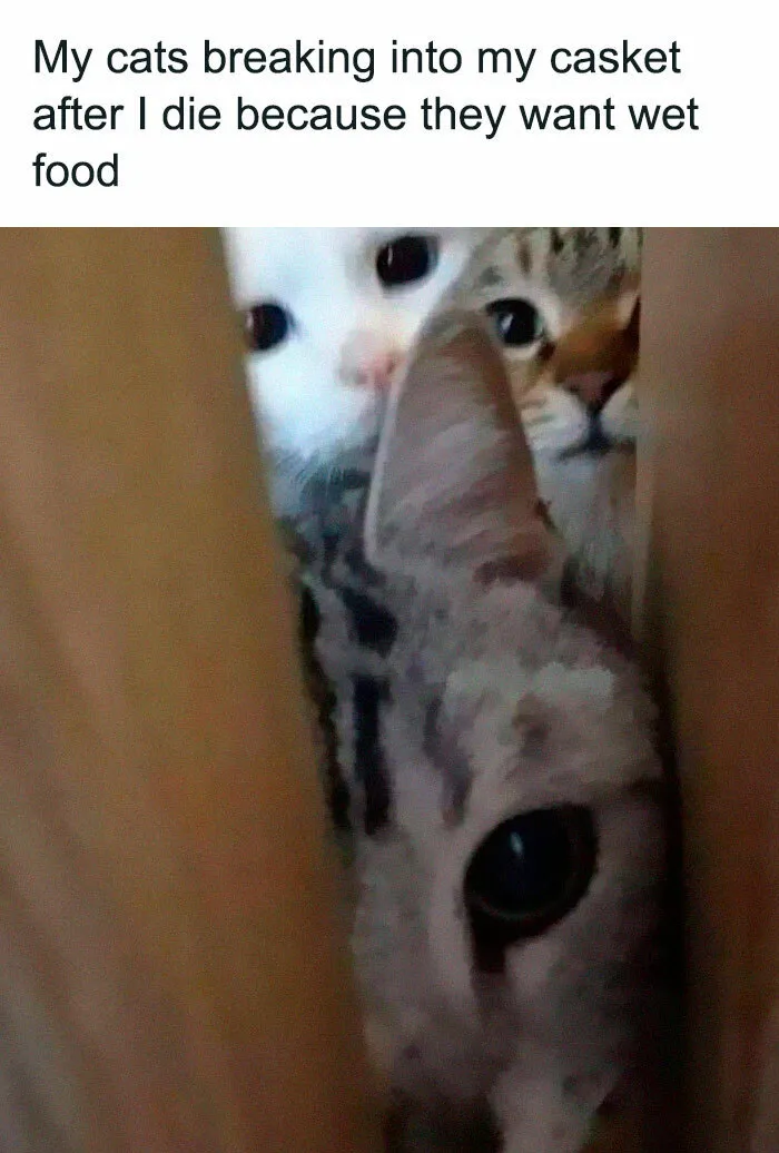 30 Adorable Cat Memes For You To Enjoy