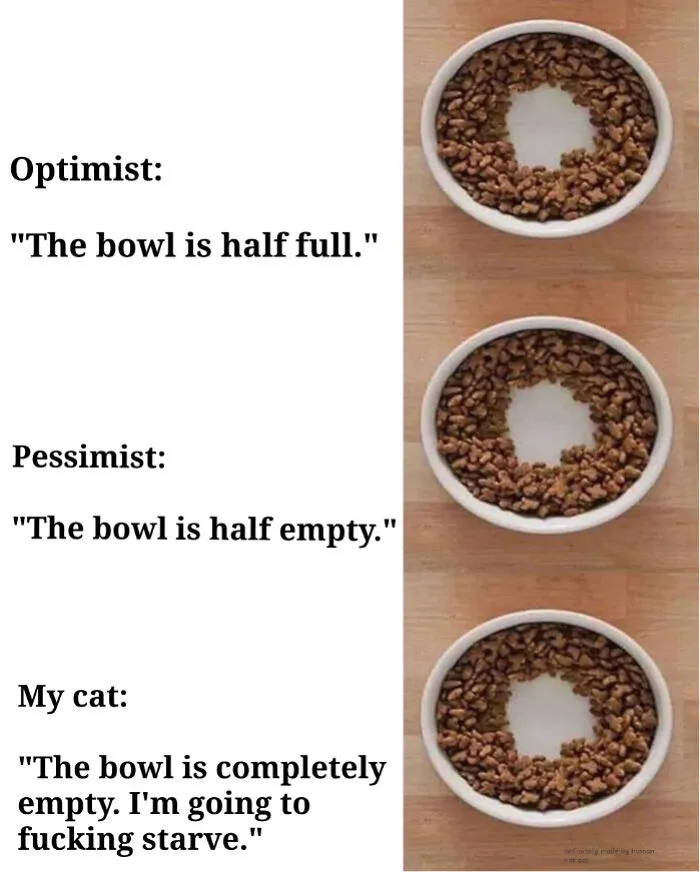 30 Awesome Cat Memes To Look At