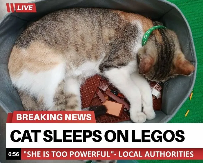 30 Awesome Cat Memes To Look At