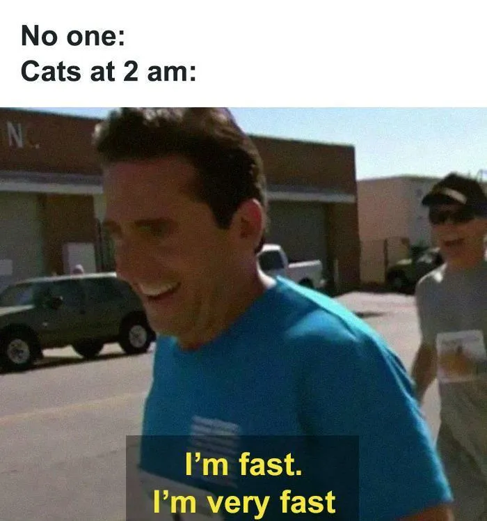 30 Awesome Cat Memes To Look At