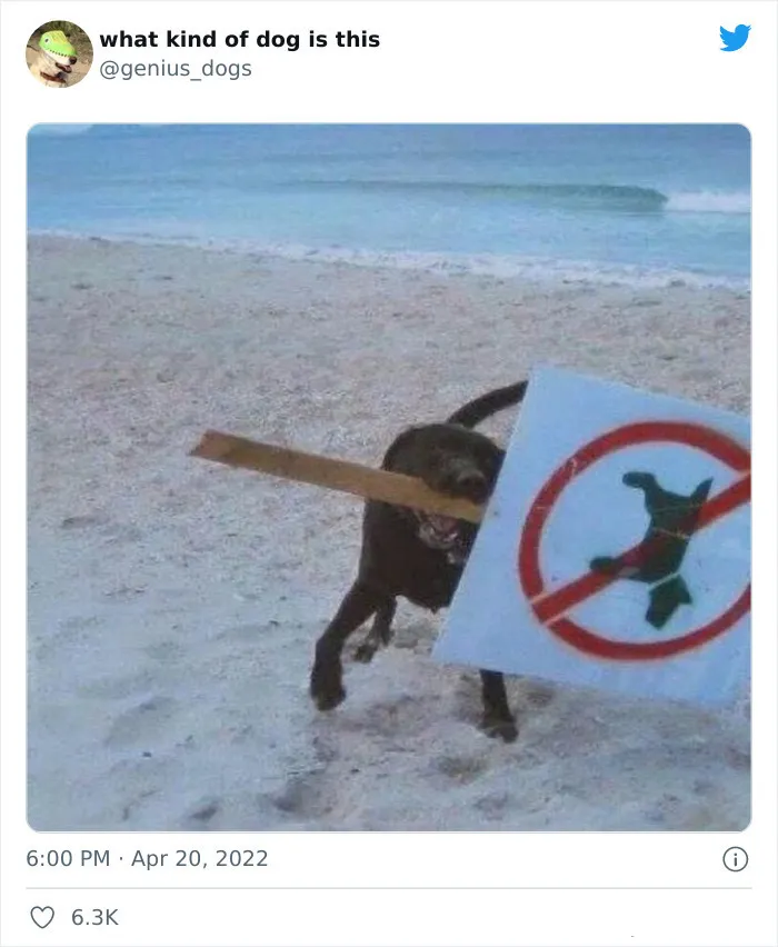 35 Epic Pics Of Goofy Dogs That You Just Have To See