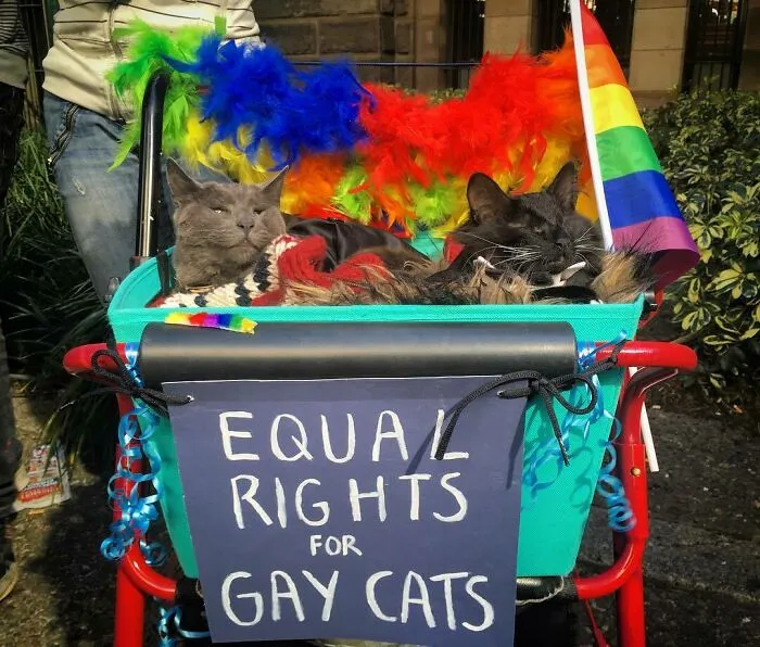 50 Of The Funniest Pride Signs That Will Make You Laugh