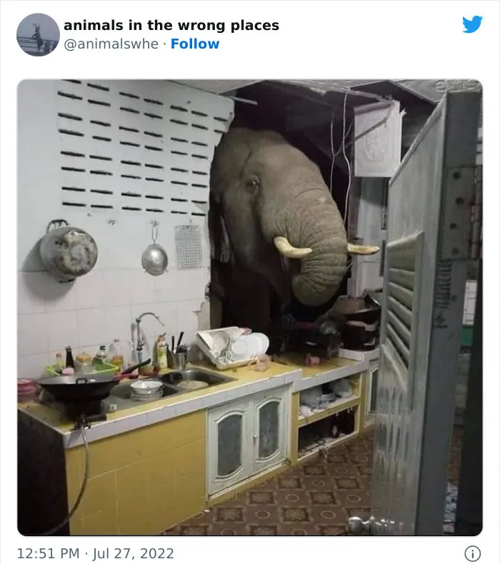 30 Hilarious And Odd Times Animals Were Spotted