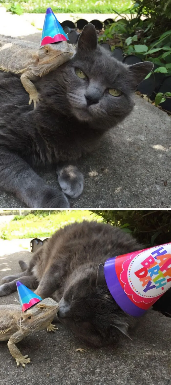 30 Times Lizards Were Caught Being Unbearably Cute