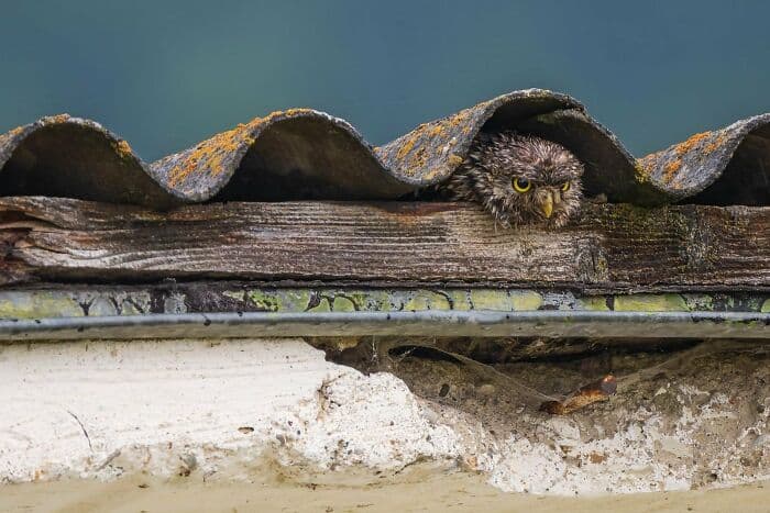 30 Amazing And Breathtaking Photos Of Birds You Must See