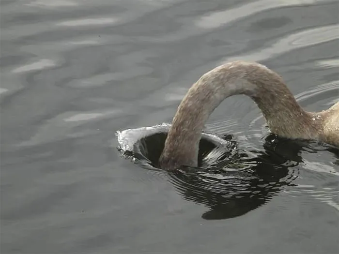 30 Epic Bird Pics That Went Horribly Wrong But Ended Hilariously