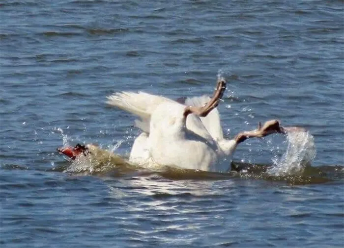 30 Epic Bird Pics That Went Horribly Wrong But Ended Hilariously
