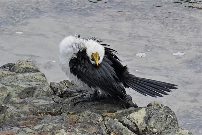 30 Epic Bird Pics That Went Horribly Wrong But Ended Hilariously