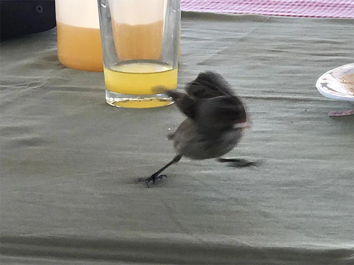 30 Epic Bird Pics That Went Horribly Wrong But Ended Hilariously