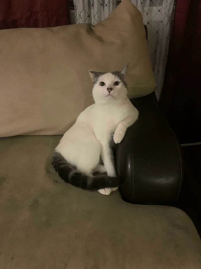 30 Extremely Funny Pictures Of Malfunctioning Cats