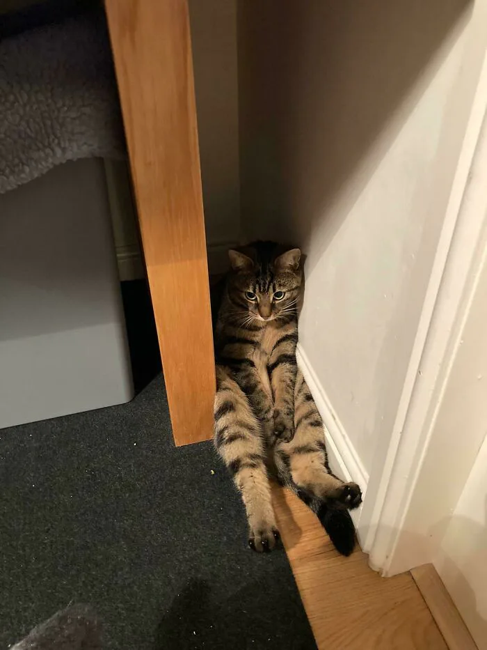 30 Extremely Funny Pictures Of Malfunctioning Cats