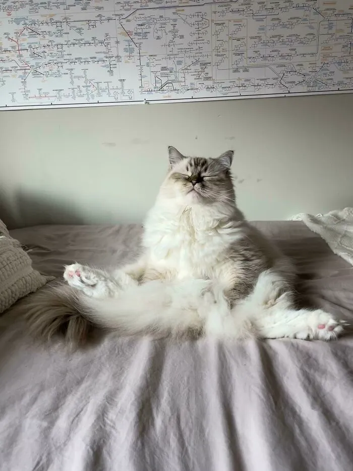 30 Extremely Funny Pictures Of Malfunctioning Cats