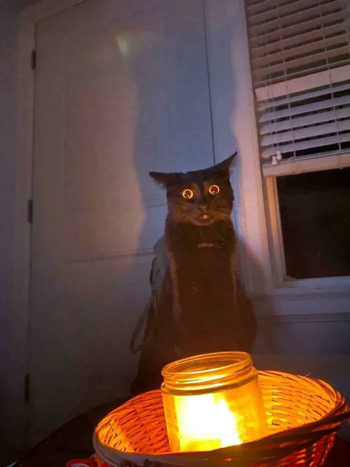 30 Extremely Funny Pictures Of Malfunctioning Cats
