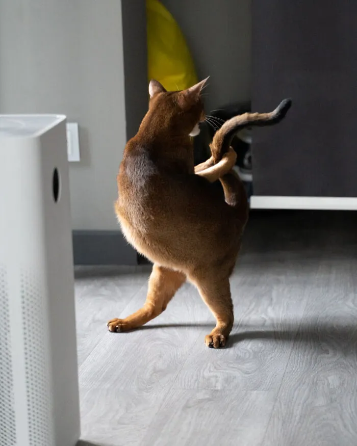 30 Extremely Funny Pictures Of Malfunctioning Cats